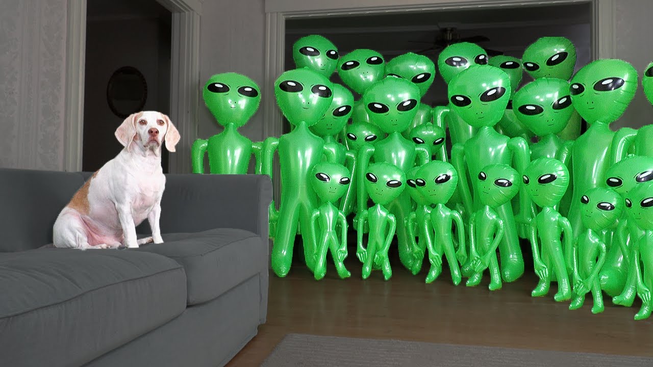 Dog Yawns at Alien Invasion in Silly Prank
