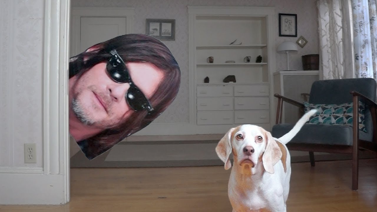 Dogs React to Norman Reedus in Funny Prank