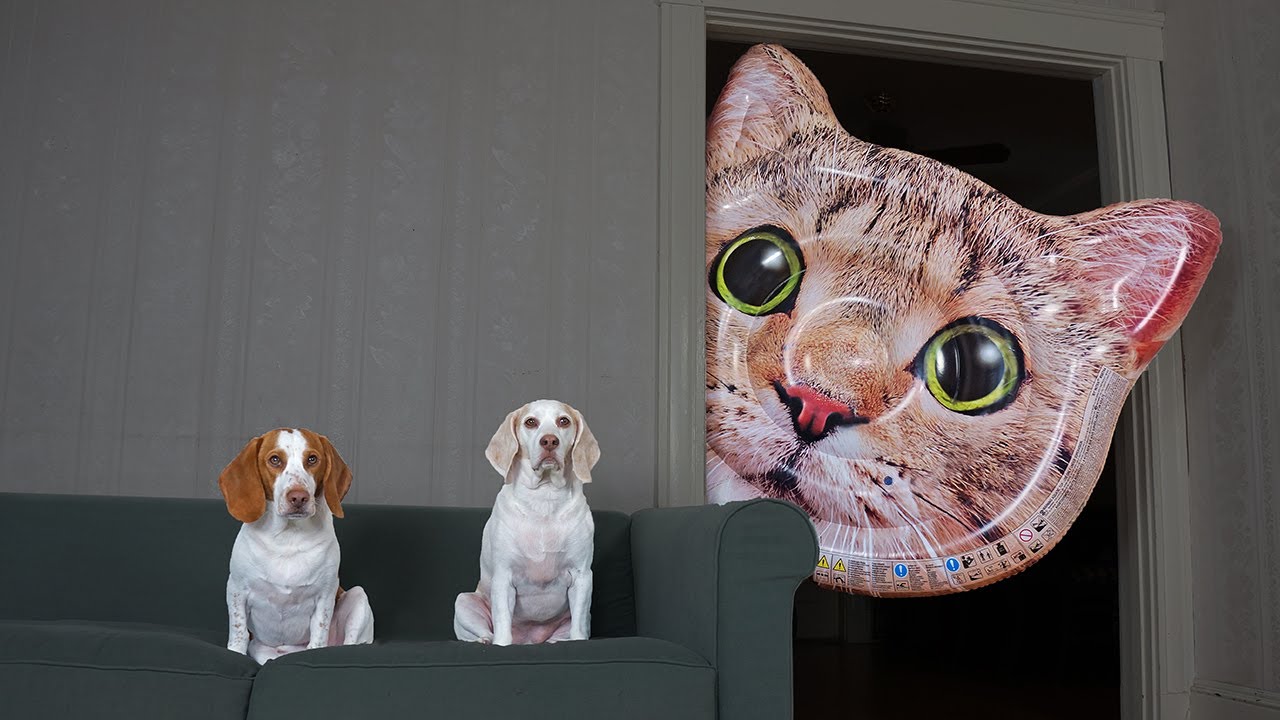 Dogs react hilariously to giant cat head surprise
