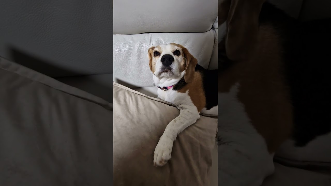 Waking up dogs is way more fun than waking up kids