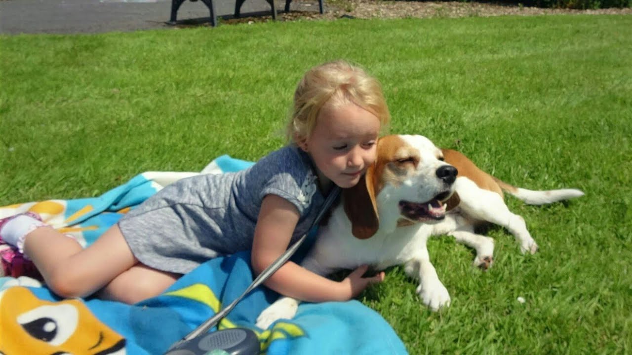 Why beagles are the perfect family dog