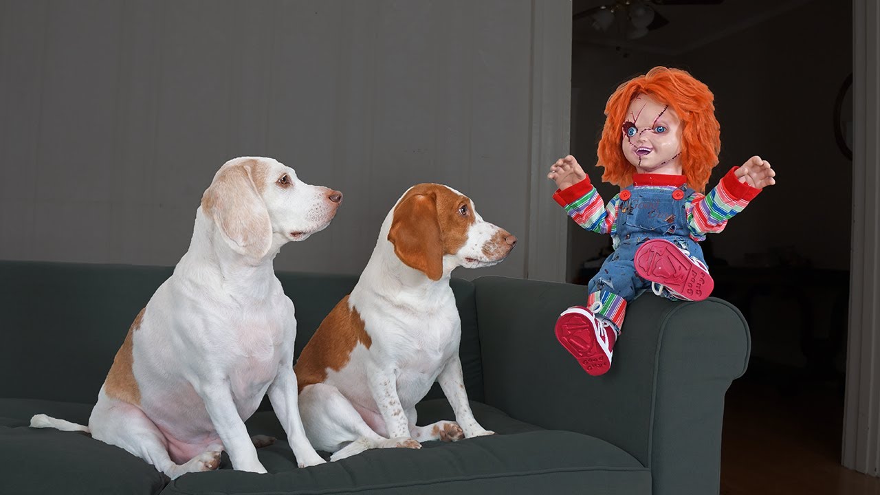Dogs defeat Chucky with clever and funny strategies