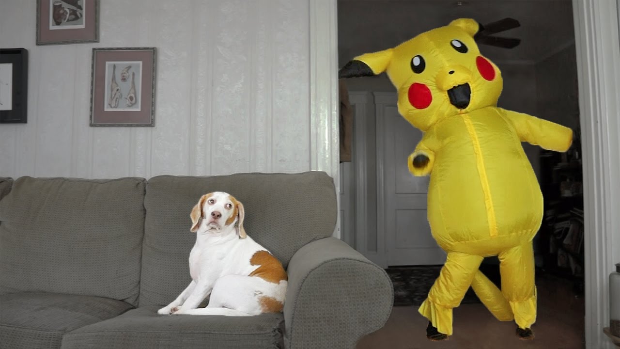 A dog is amazed by a dancing Pokémon surprise