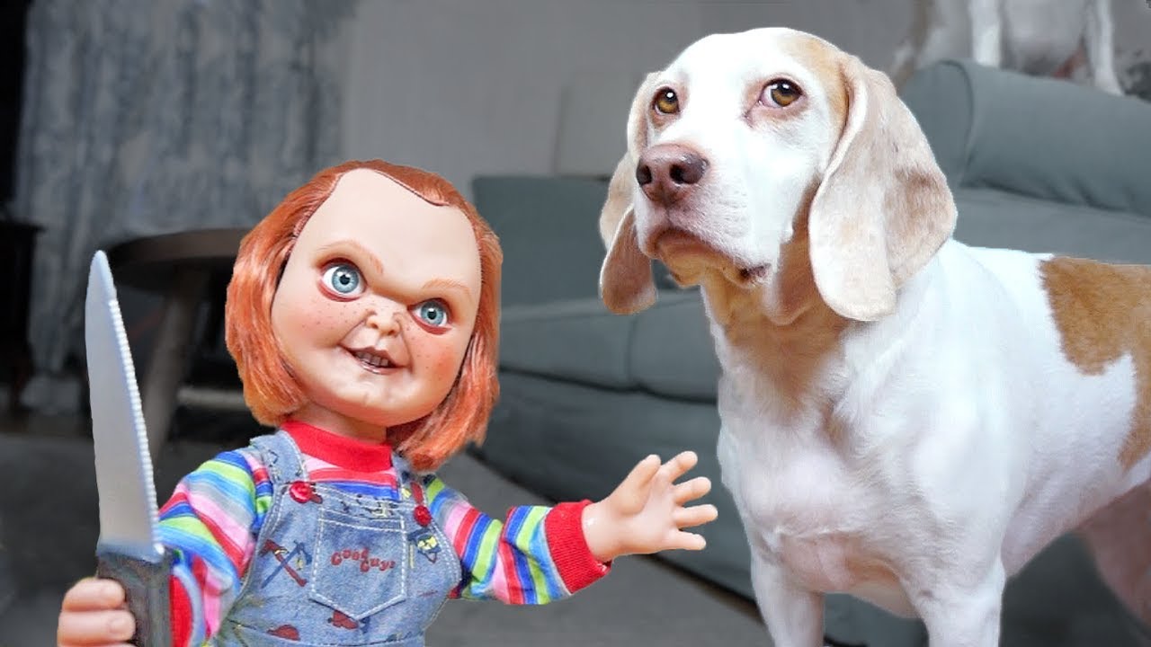 Dogs encounter a miniature version of Chucky