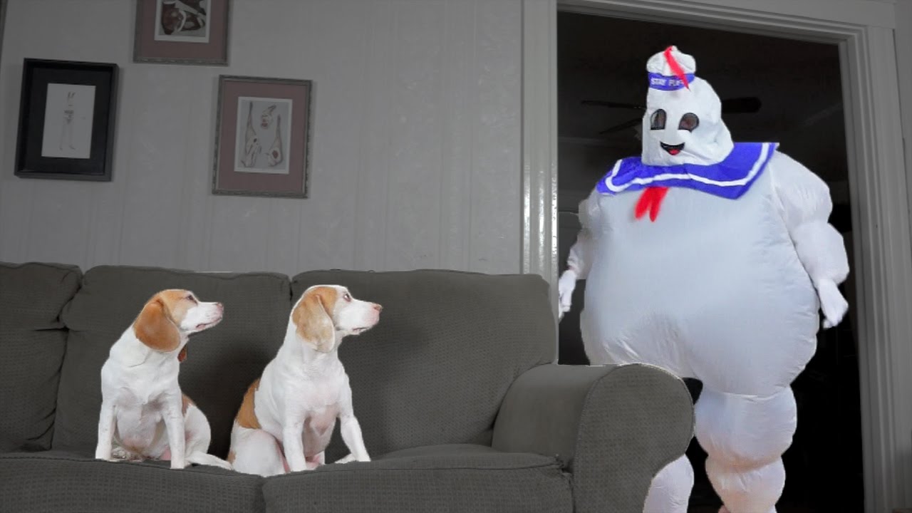 Two dogs face off against a dancing marshmallow man