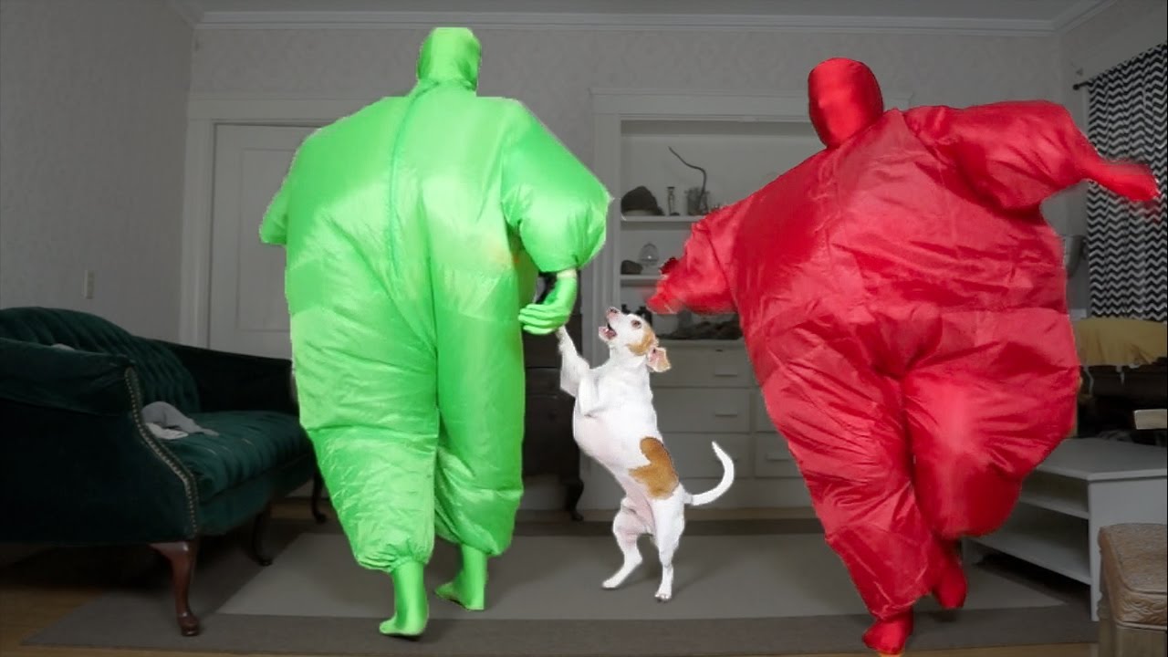 Surprise Dance Party for Dog with Chub Suit Crew