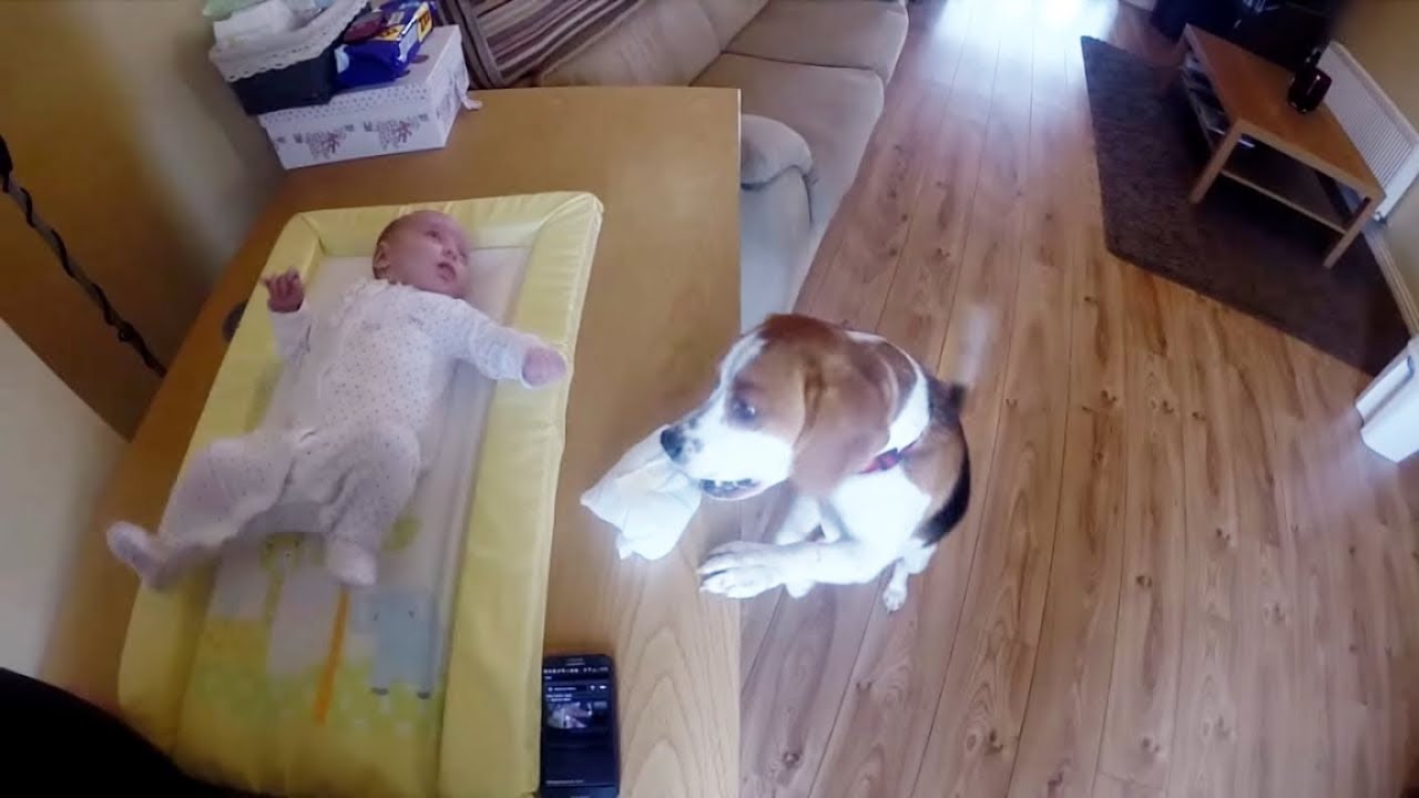 Beagle Helps Change Baby’s Diaper