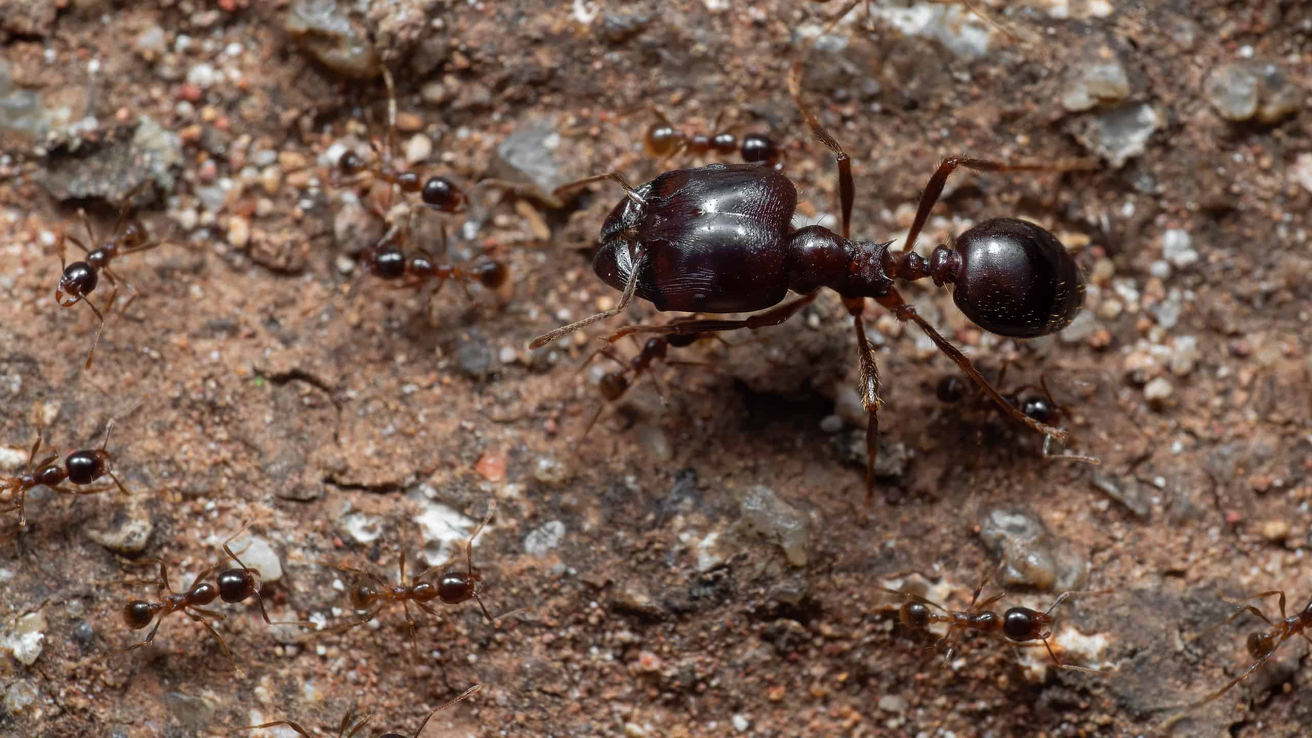 5 Natural and Effective Ways to Get Rid of Ant Hills in Your Yard