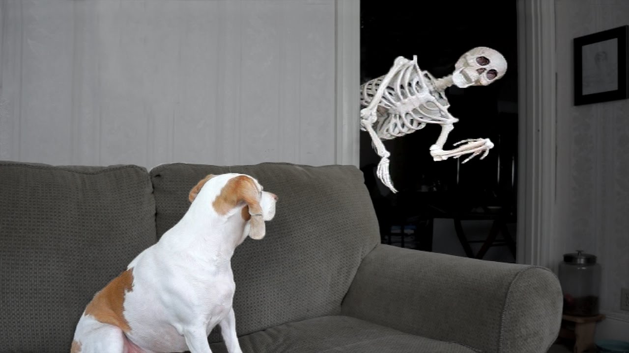 Skeleton Pops Out—Dog Is Not Having It