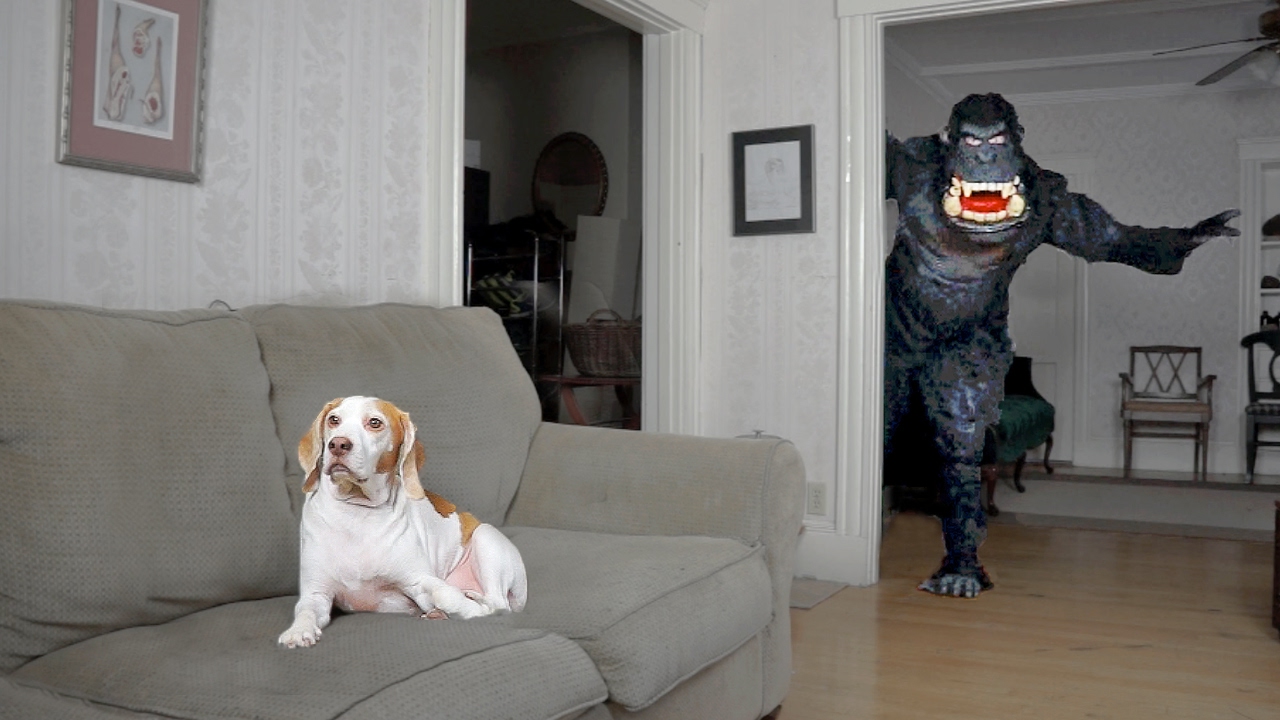 A dog gets pranked by a dancing gorilla