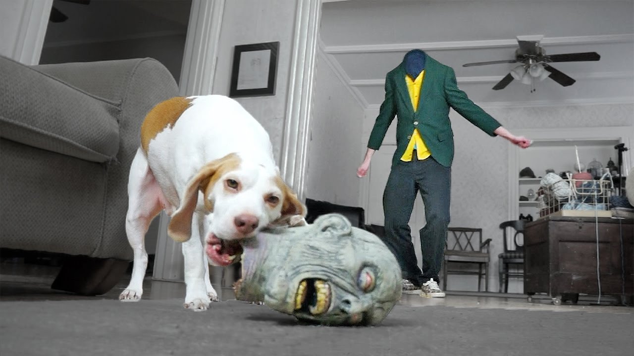Dog Steals Head from Zombie: Maymo‚ Spooky Heist