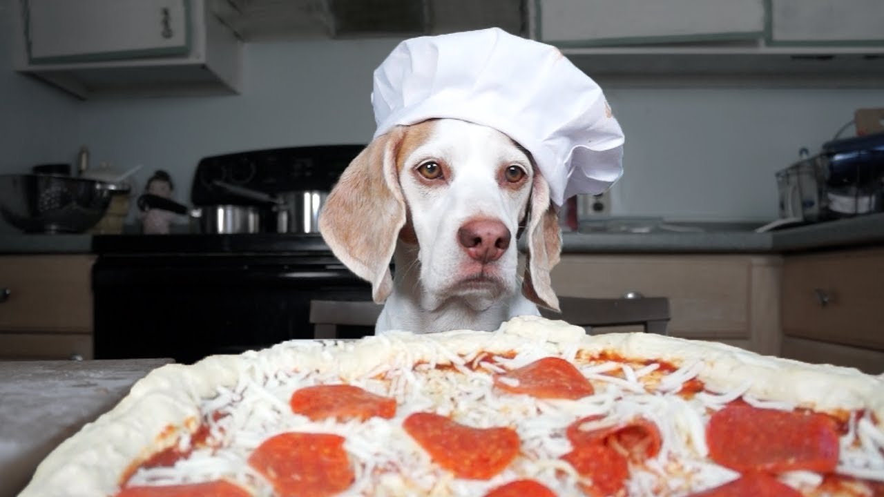 Dog prepares a pizza from scratch