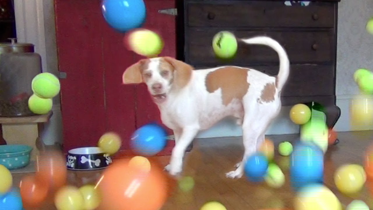A dog is stunned by a birthday surprise of 100 balls