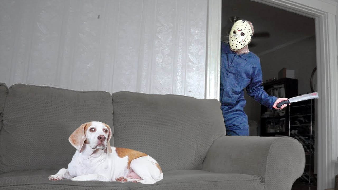 Dog tames a masked intruder with clever antics