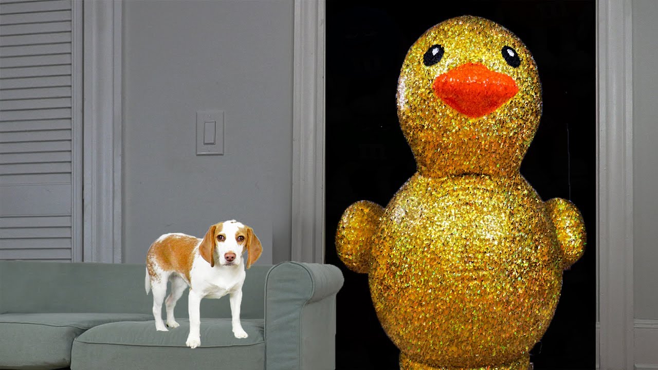 Puppy Surprised with Giant Golden Rubber Duck! Indie‚ Epic Surprise