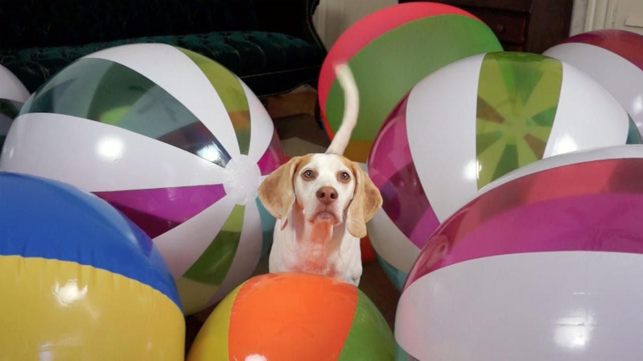 Dog receives the ultimate beach ball birthday surprise