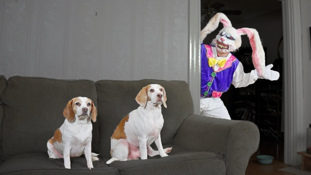 Two dogs face an evil bunny prank gone wrong