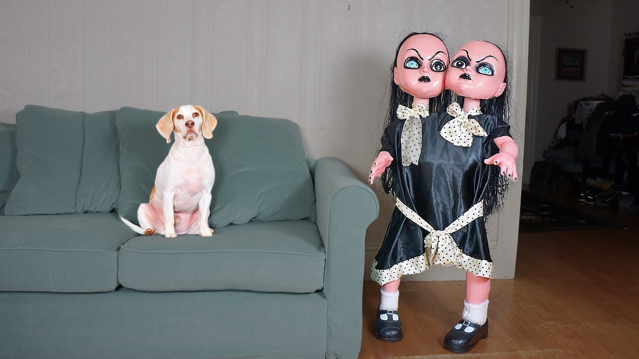 Dogs vs. evil twins prank