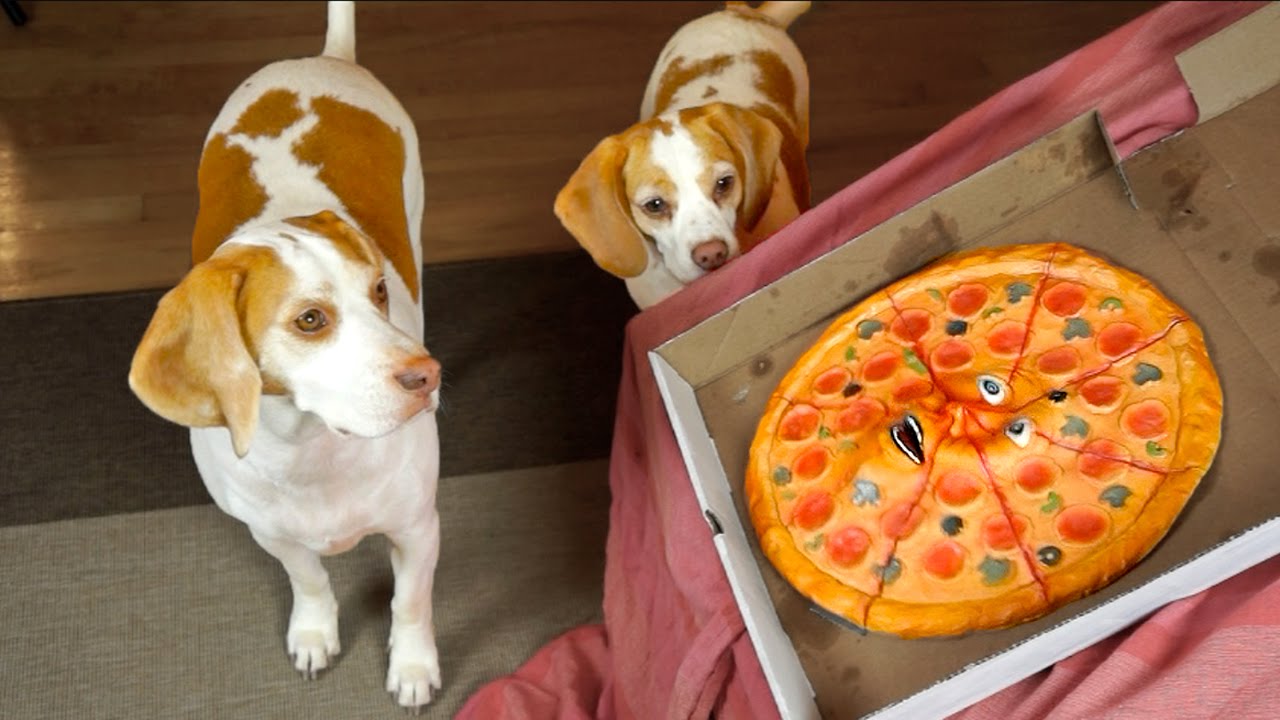 Talking pizza prank completely confuses two unsuspecting dogs
