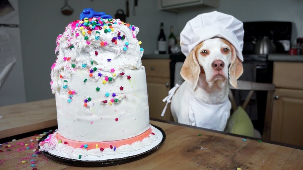 Dog bakes a cake like a pro