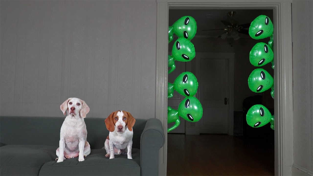 Dogs face mini alien prank and sniff UFOs curiously