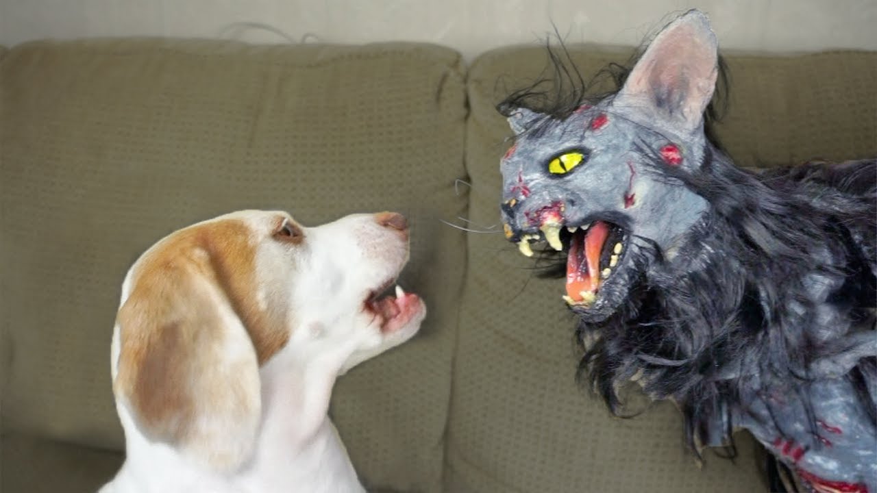 A dog cautiously faces a zombie cat