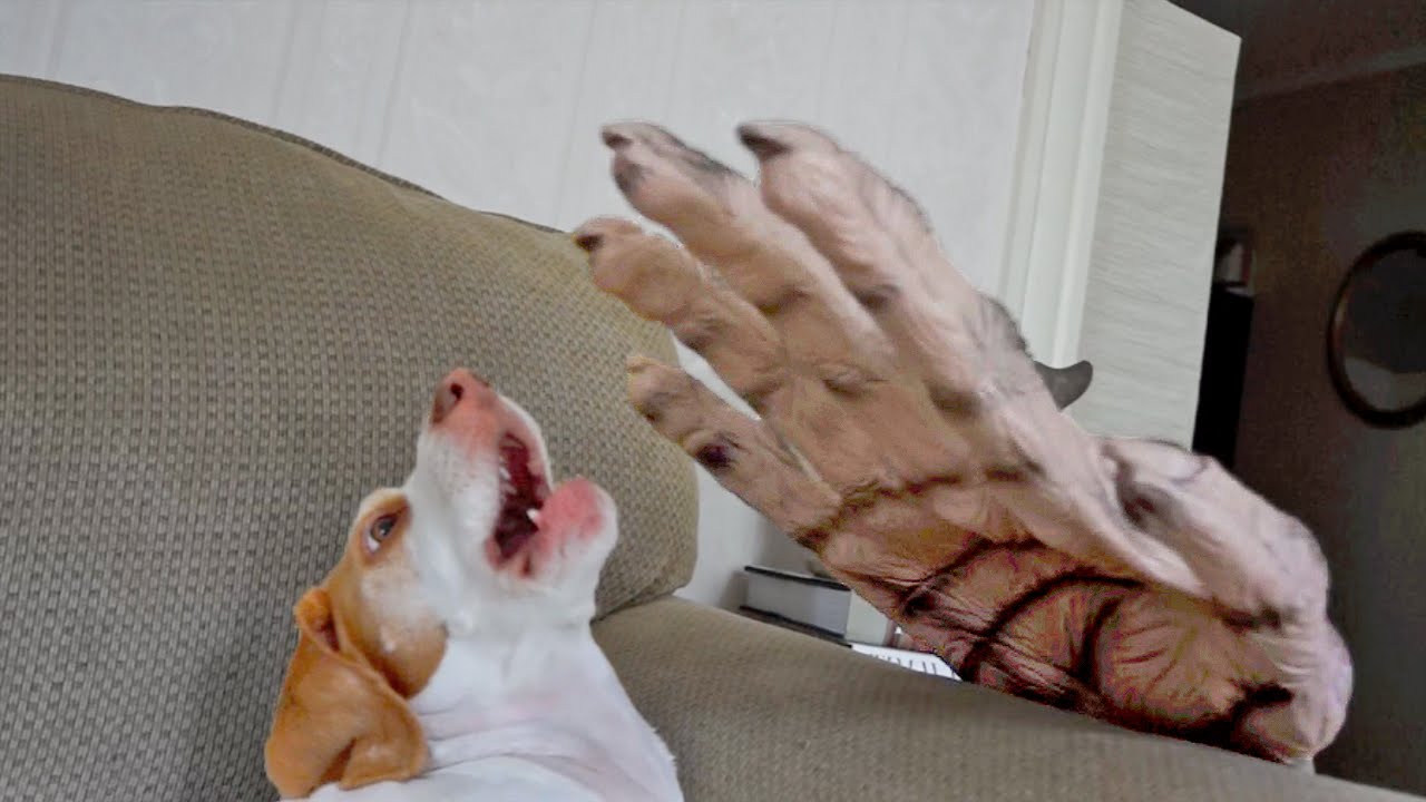 Dog Faces Off Against a Giant Zombie Hand—Who Wins?
