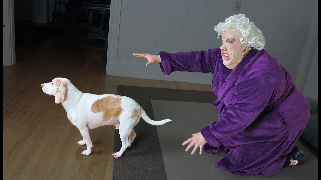 Dogs drive a lady crazy with funny antics at home
