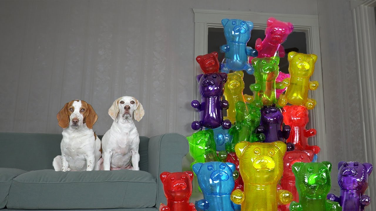 Dogs get surprised by giant gummy bear army prank