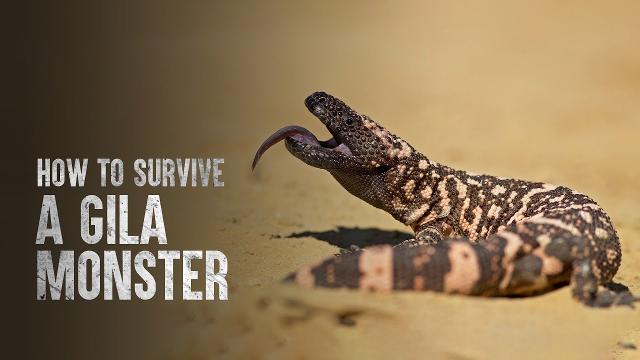 How to Survive a Gila Monster Encounter