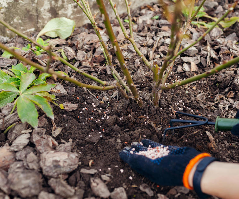 Gardeners urged never to do these 5 things during a false fall – or ...