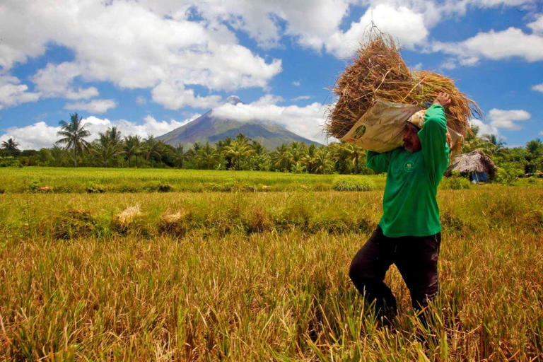 NFA: Farmers may earn more by selling palay or unhusked rice