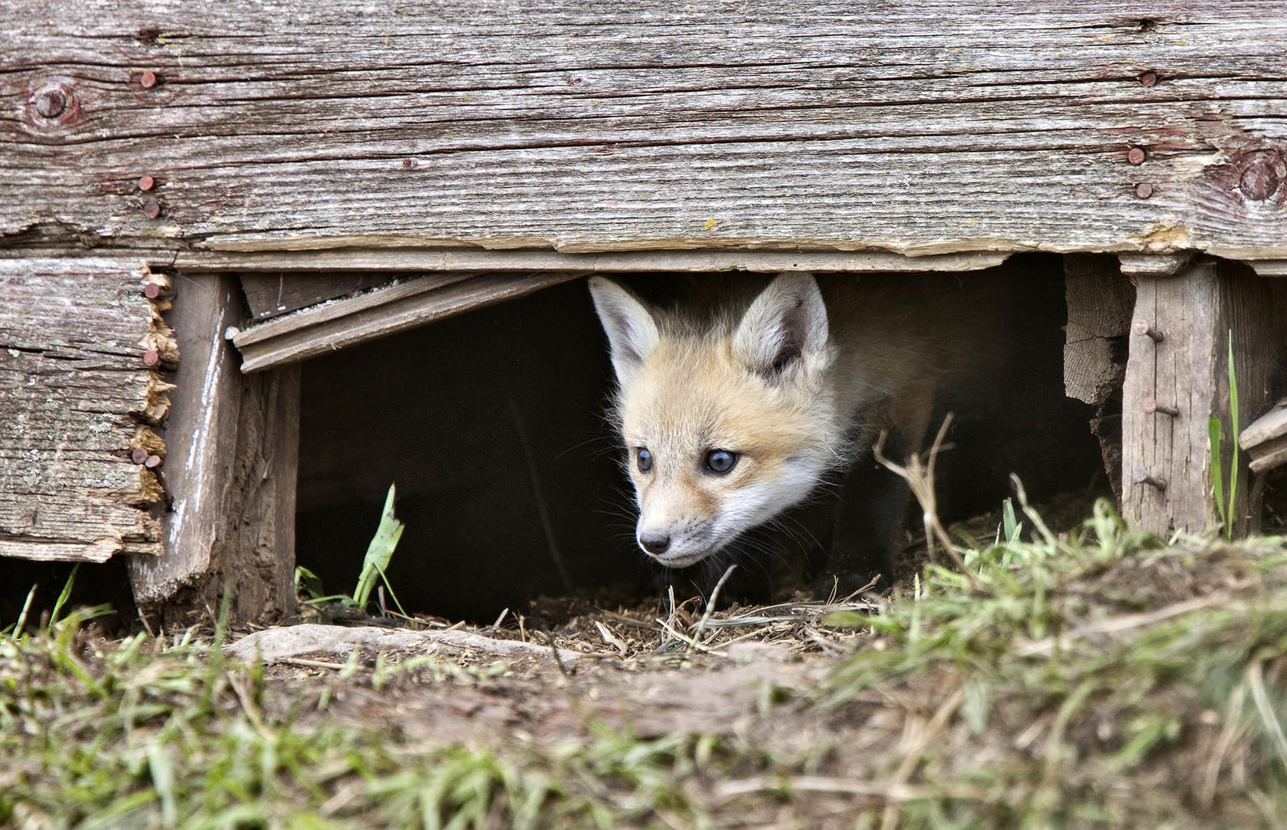 How to really get rid of garden pests