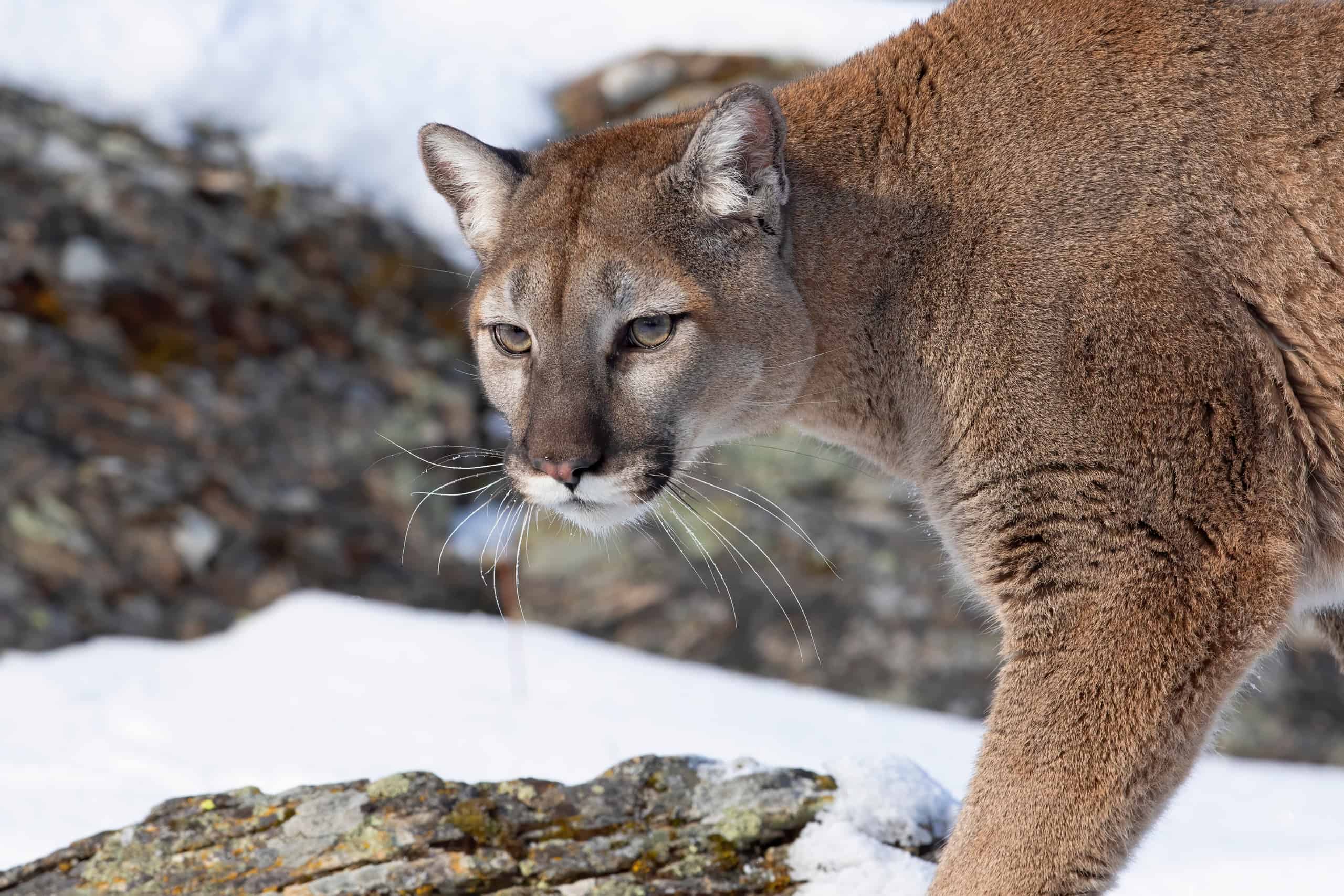 11 Incredible Mountain Lion Facts