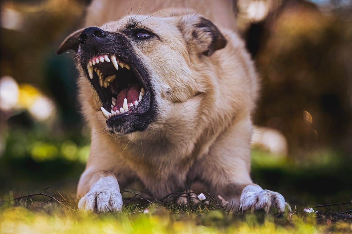 Dog Bites and Rabies: What You Need to Do Immediately
