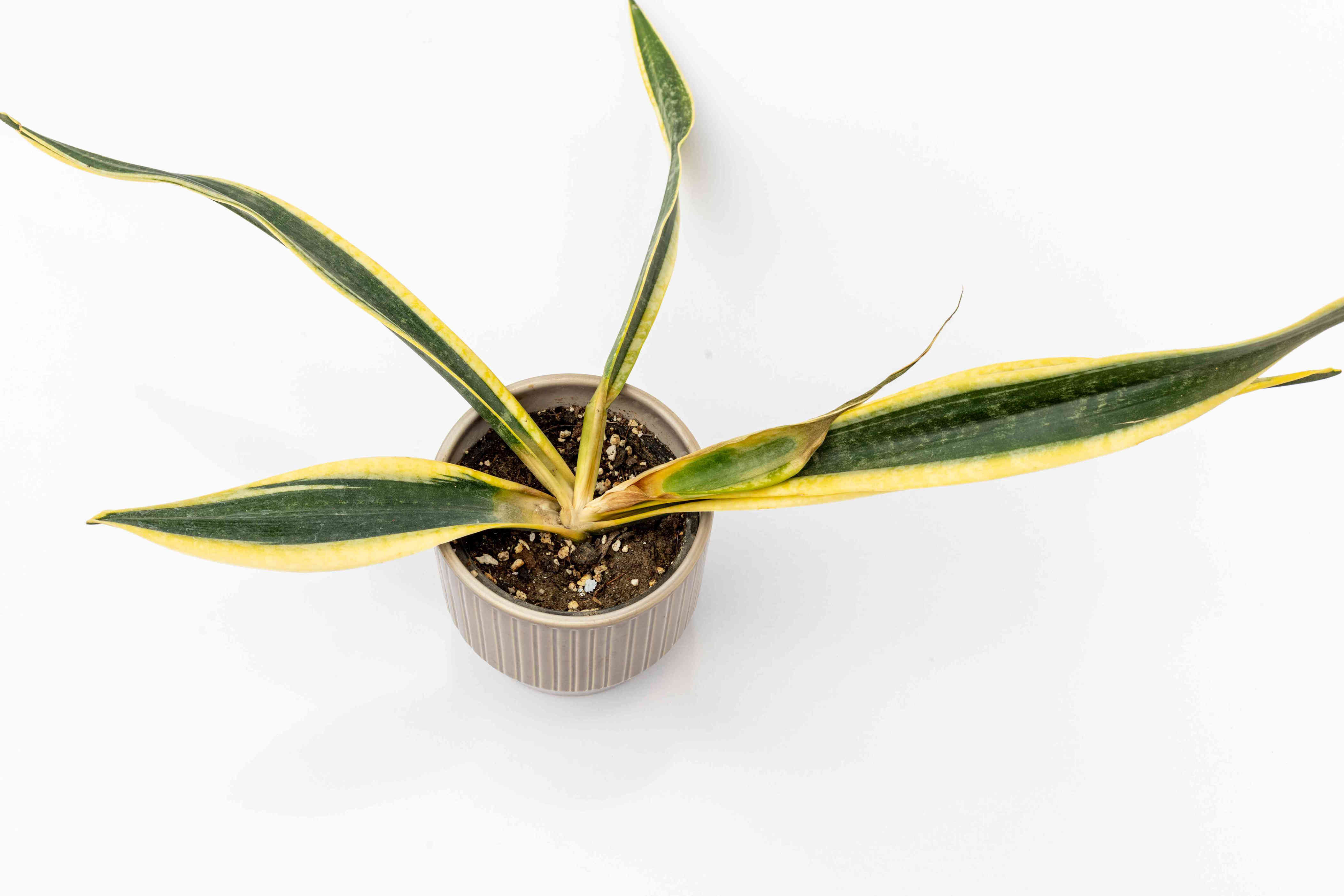 9 reasons your snake plant's leaves are yellow—and what to do about it