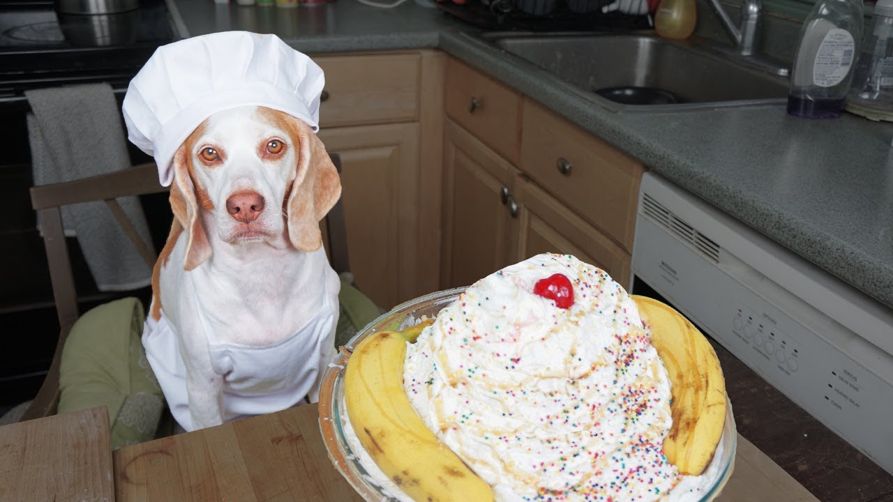 Dog makes an elaborate ice cream sundae