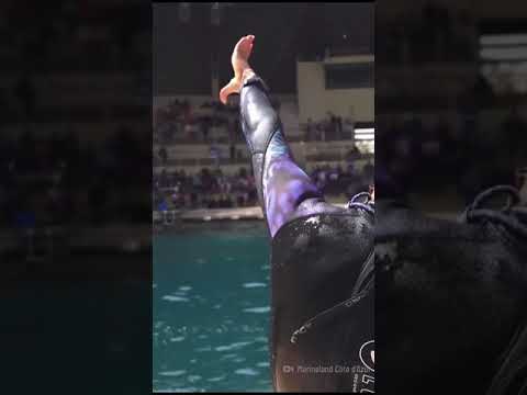 Killer whale attacks and how to survive them