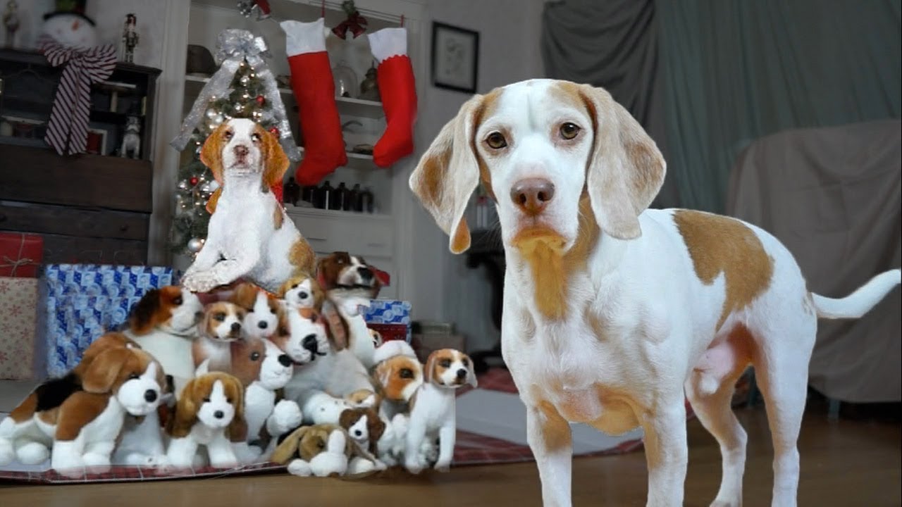 Dog receives a puppy Christmas surprise