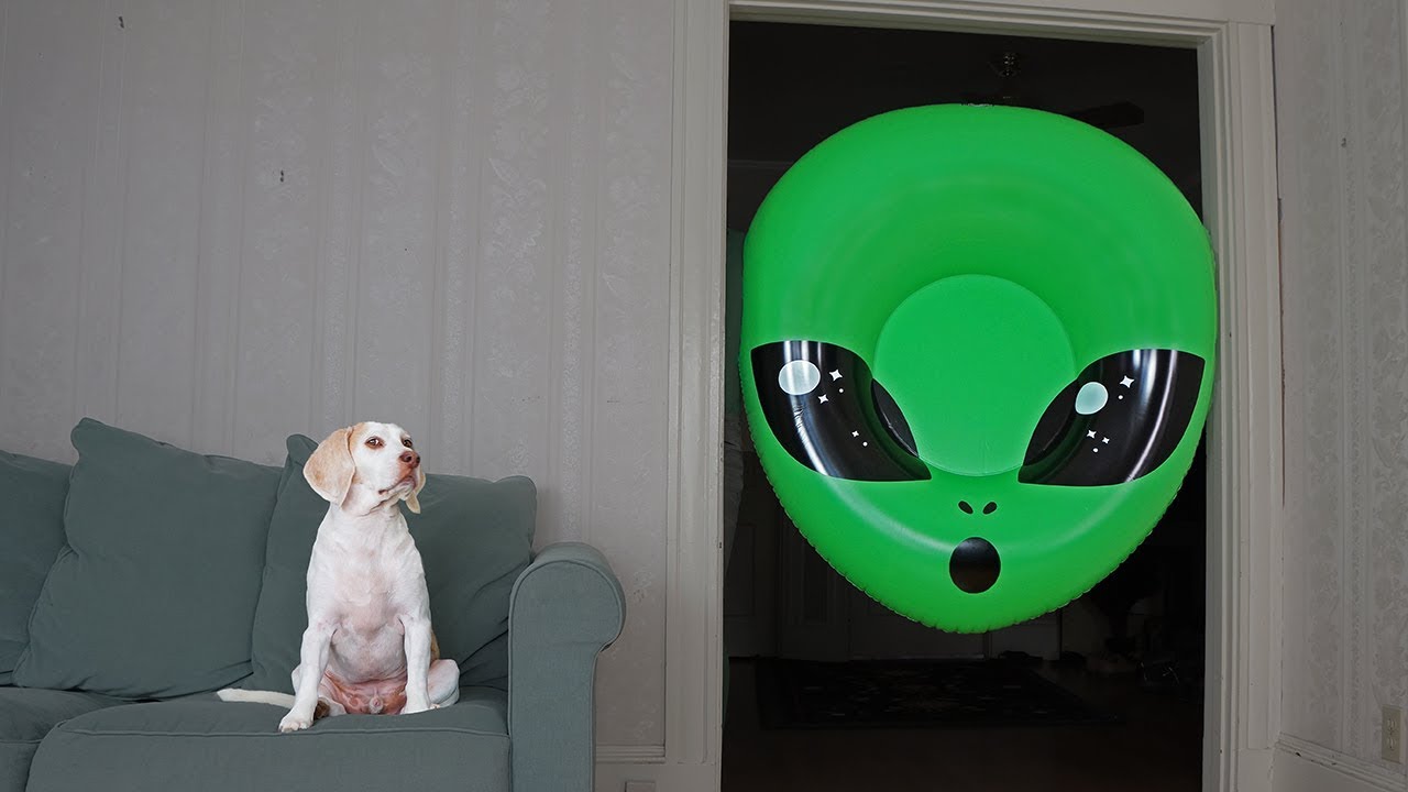 Dog’s Unimpressed Reaction to Giant Alien Head Is Too Funny