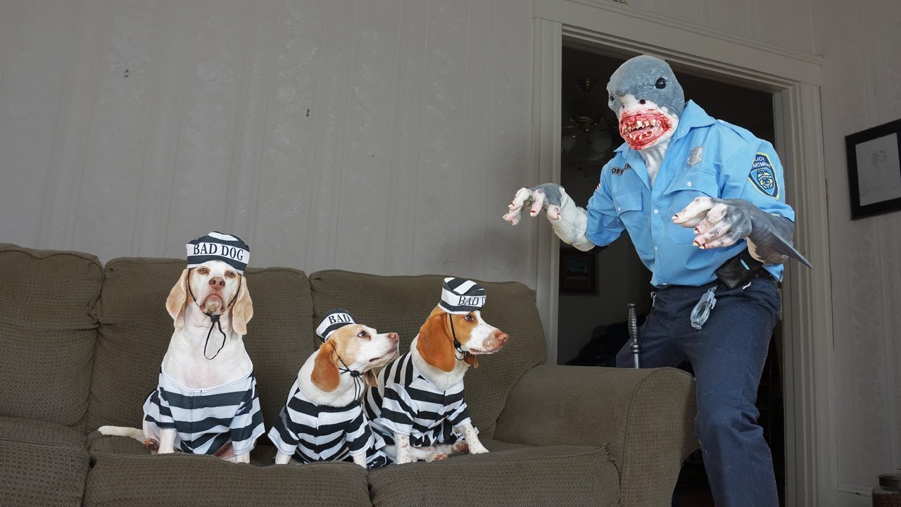Beagle dog arrested by shark cop in hilarious prank
