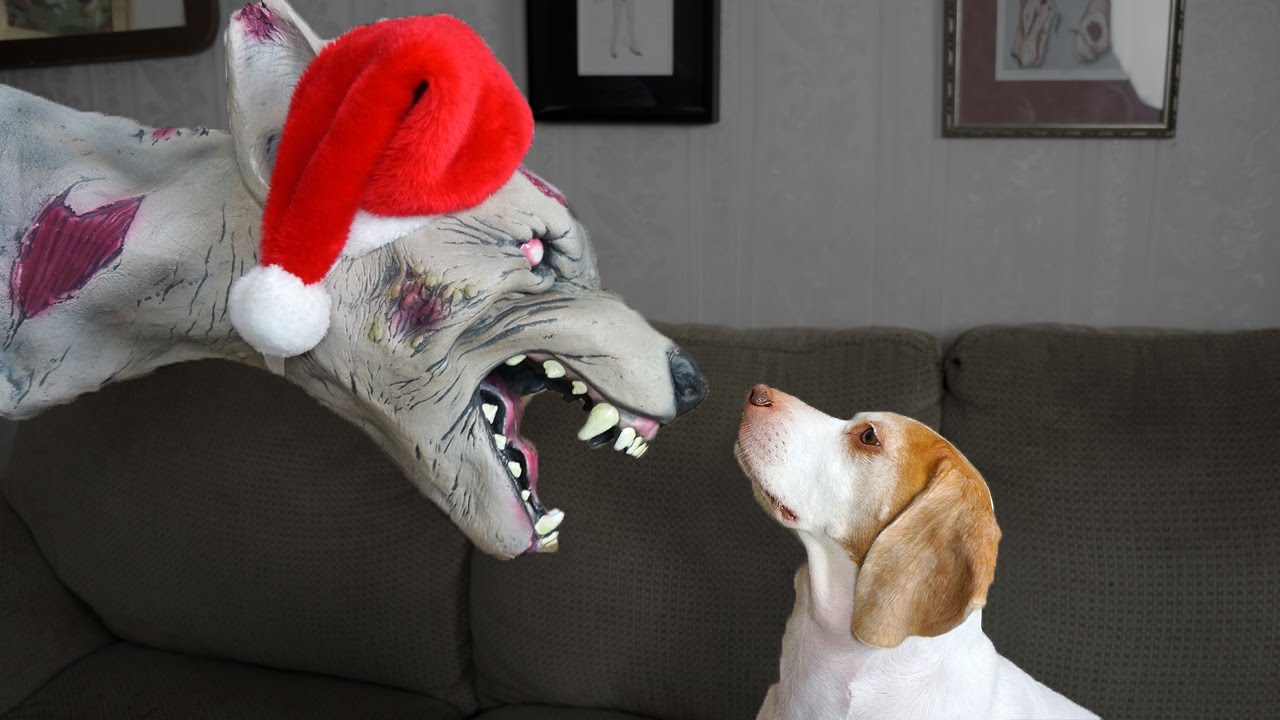 Zombie dog meets playful pup in holiday skit