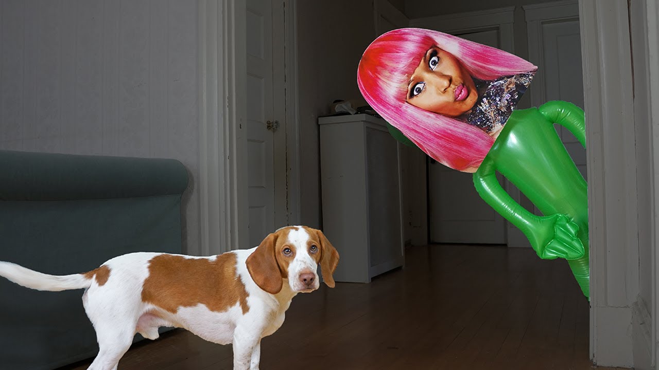 Dog vs Nicki Minaj Pranks: Funny Dogs Maymo & Potpie Prank Each Other