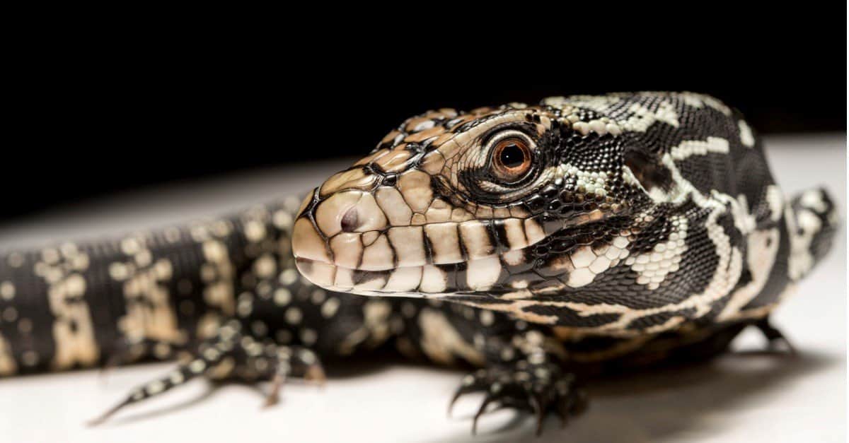 10 of the Most Invasive Lizards Found in America