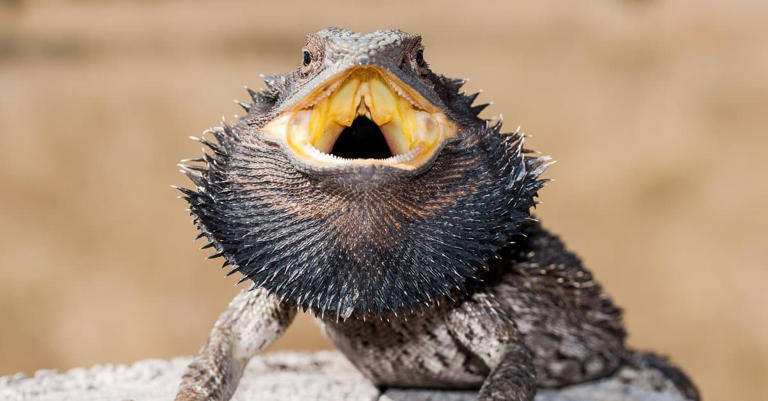 Bearded Dragon Teeth: Everything You Need to Know