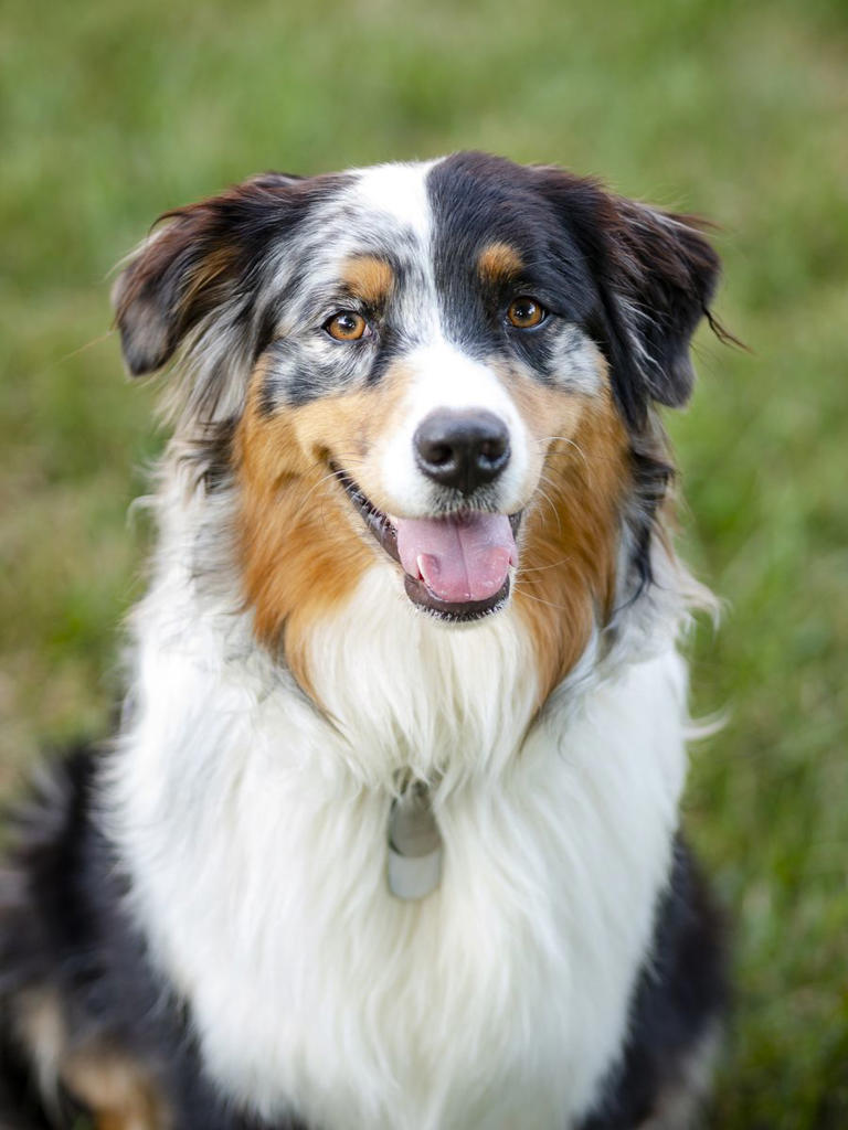 These 16 dog breeds are known for their good health and long lives