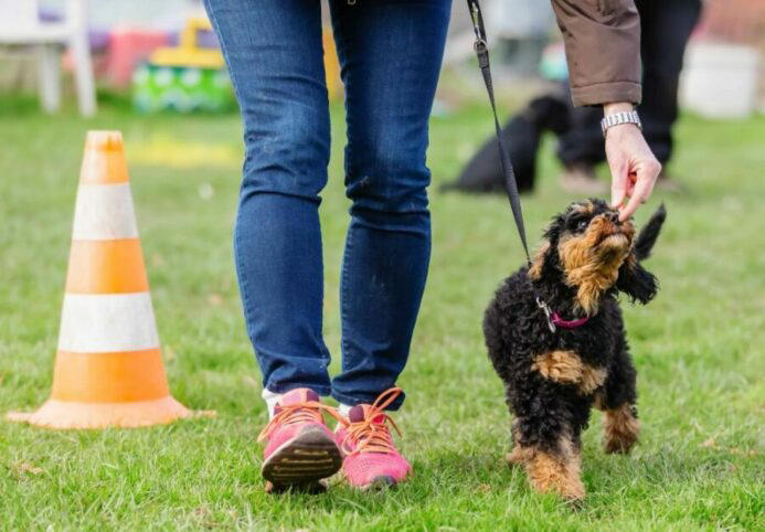 A step-by-step guide to master the art of dog walking