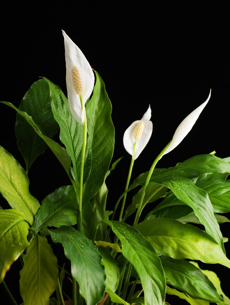 Cuna de Moisés, la planta más elegante y chic que debes tener en casa
