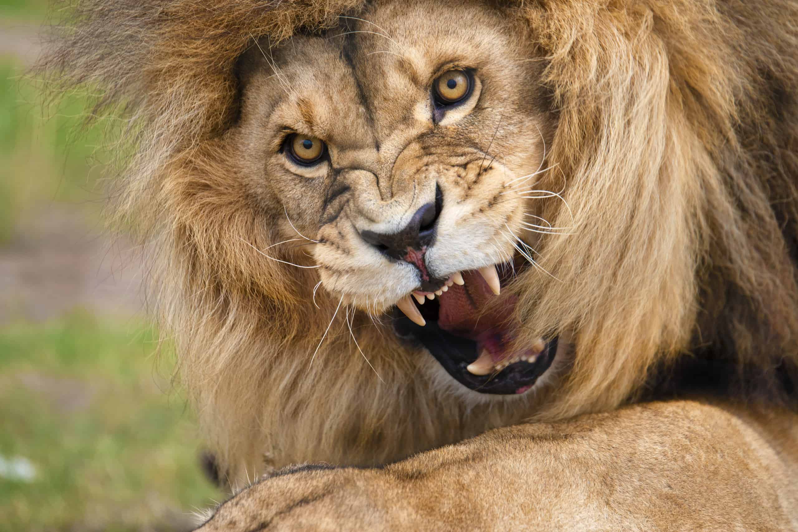 The Most Horrific Lion Attacks in Recorded History