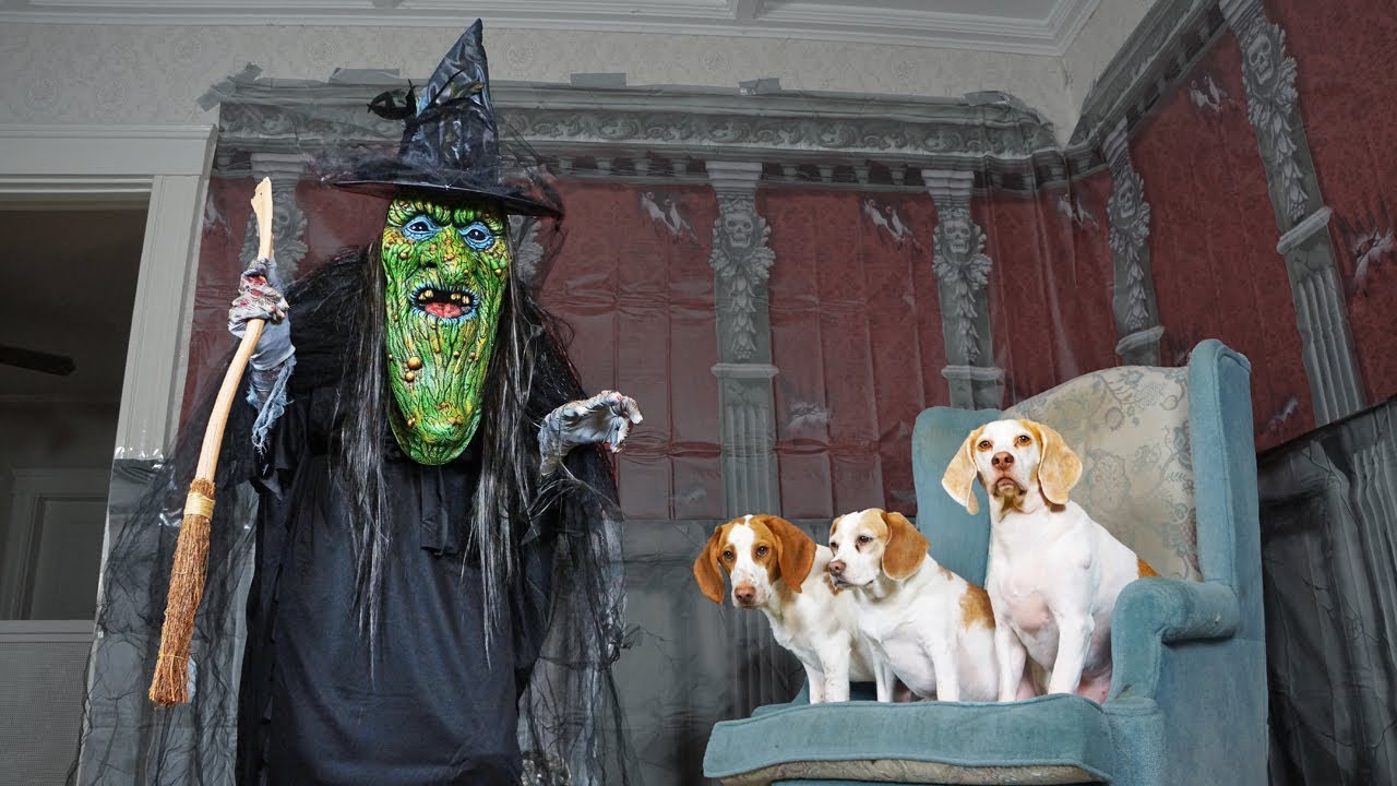 Dogs confronted by giant witch in funny skit